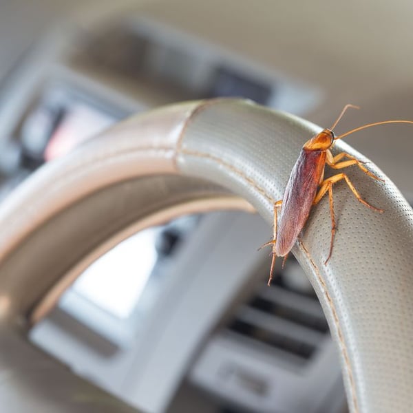 Eliminate Car Roaches Overnight: Quick and Effective Removal Guide